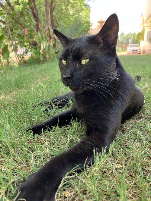 Luxor's Cats: Descendants of those loved by the Pharaohs - Explore Luxor