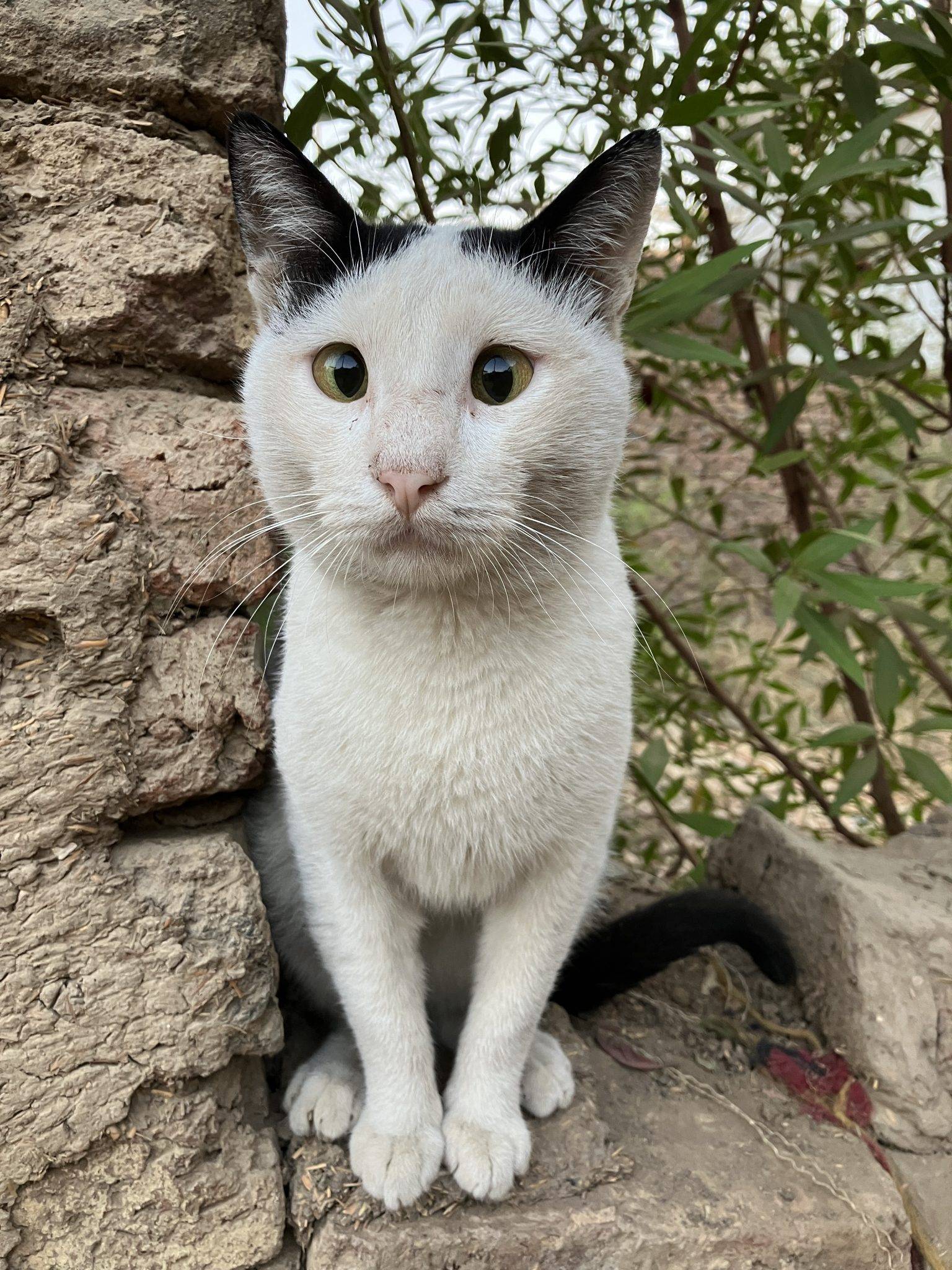 Luxor's Cats: Descendants of those loved by the Pharaohs - Explore Luxor