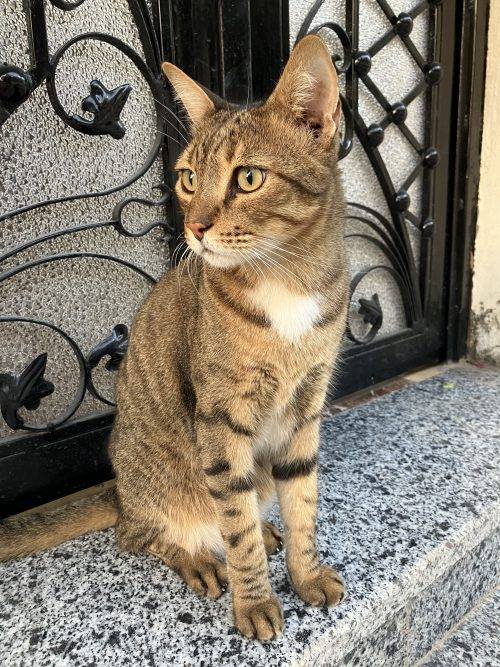 Luxor's Cats: Descendants of those loved by the Pharaohs - Explore Luxor