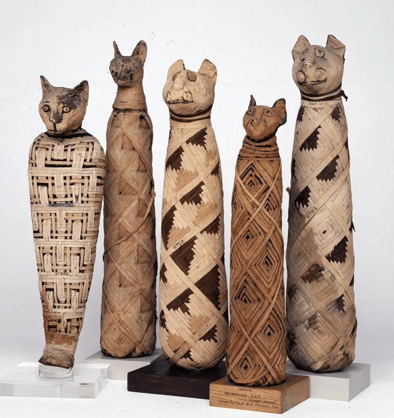 Luxor's Cats: Descendants of those loved by the Pharaohs - Explore Luxor